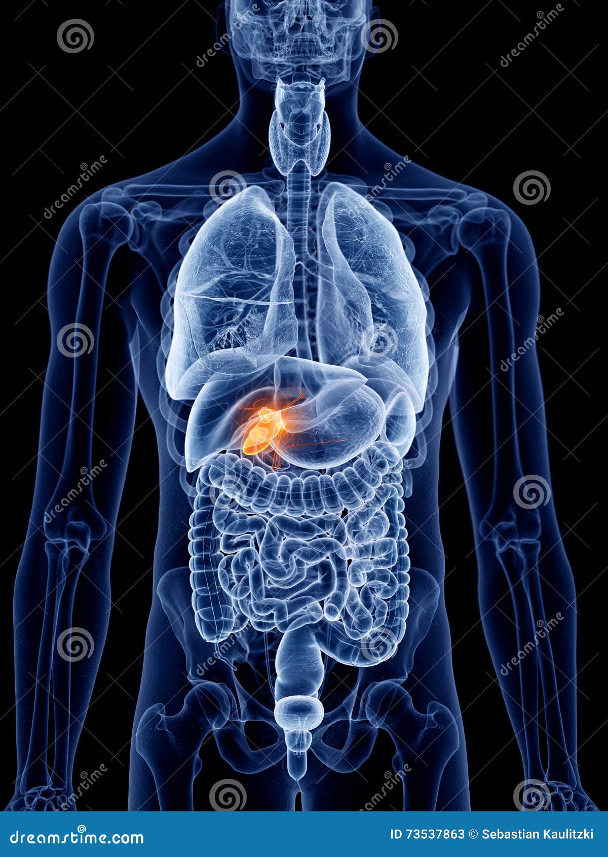 Gallbladder Cancer Banner. Symptoms, Treatment. Vector Signs For Web ...