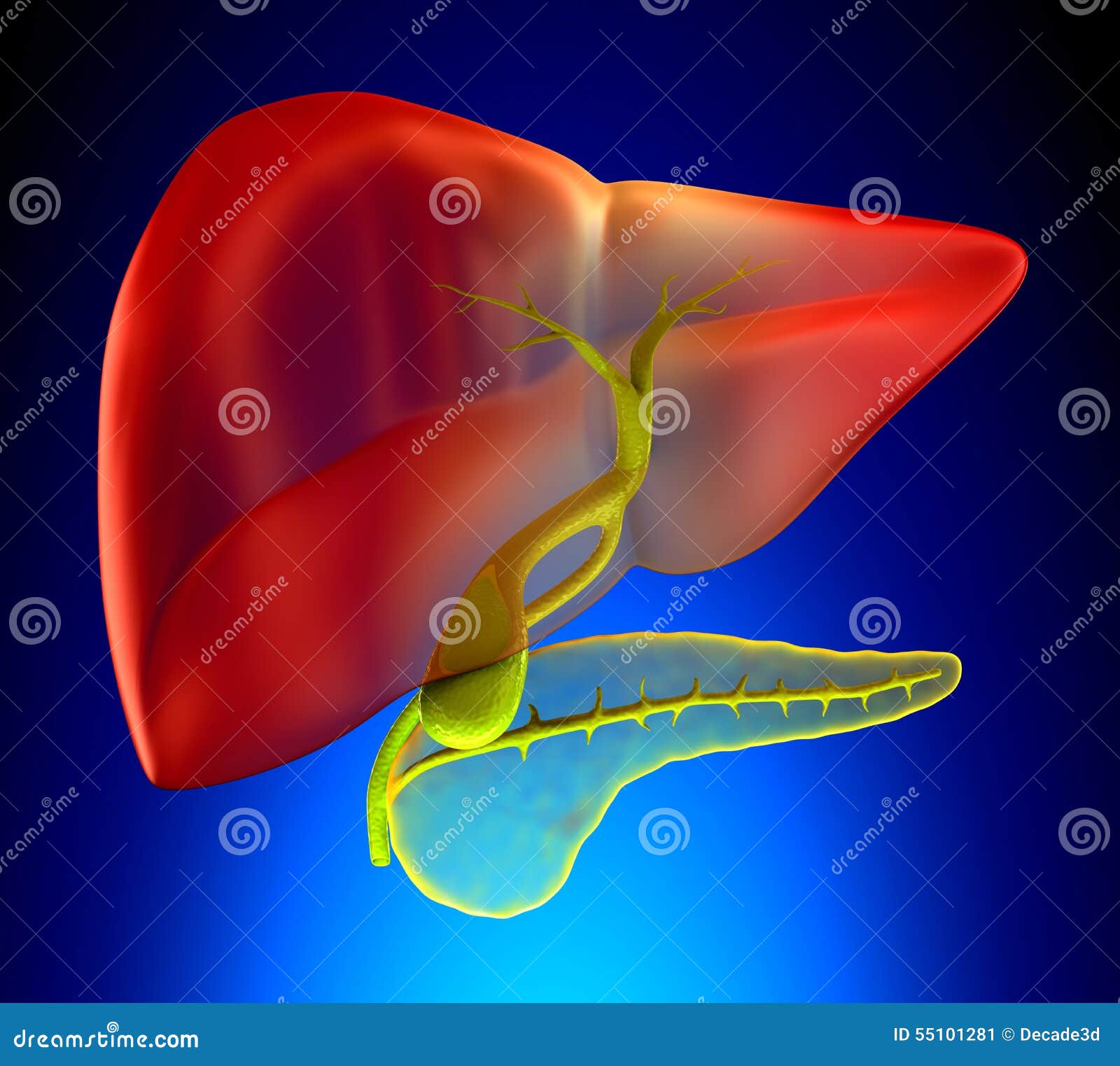 Gallbladder Cross Section Real Human Anatomy - on Blue Background Stock ...
