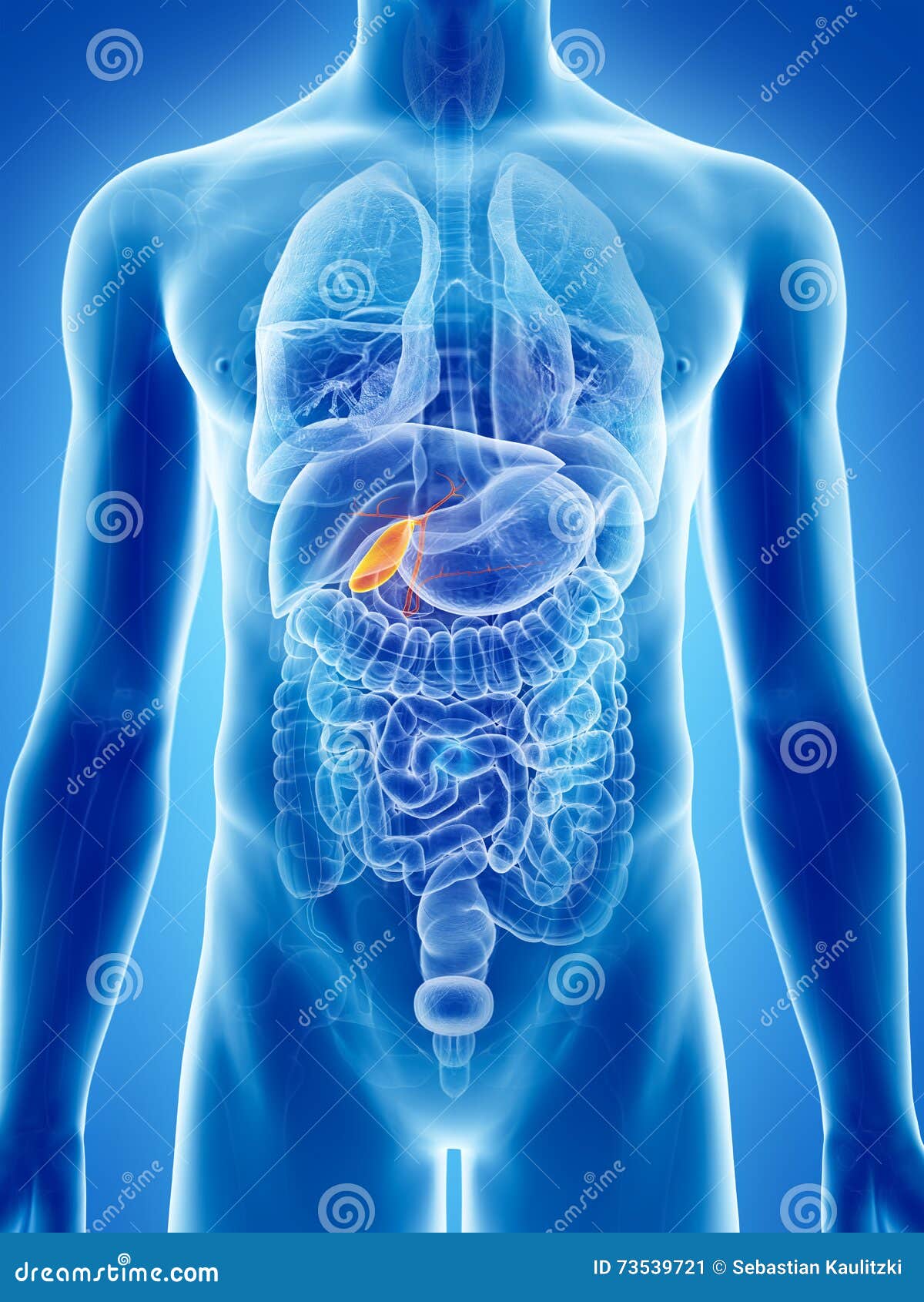The gallbladder stock illustration. Illustration of human - 73539721