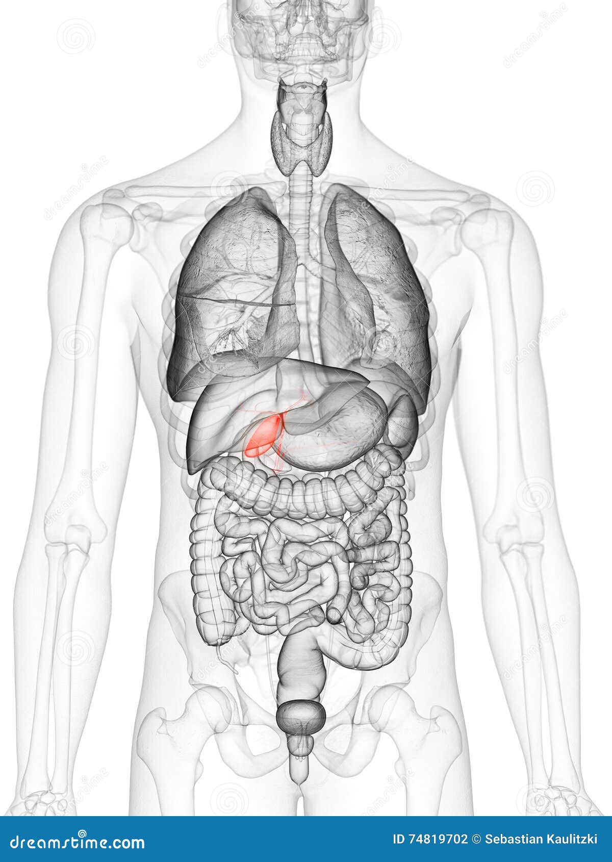 The gallbladder stock illustration. Illustration of organs - 74819702