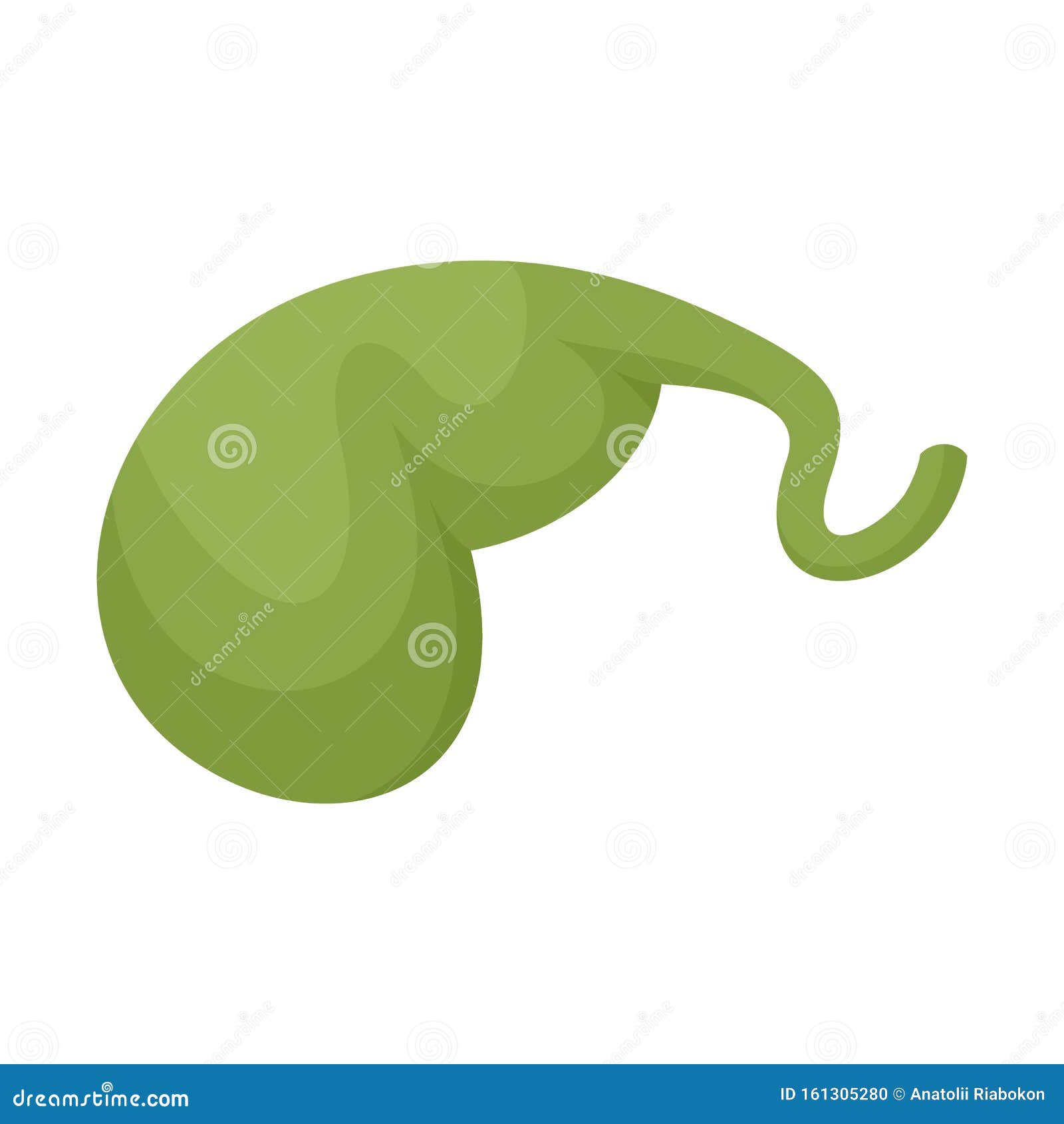 Gallbladder Icon, Flat Style Stock Vector - Illustration of duct ...