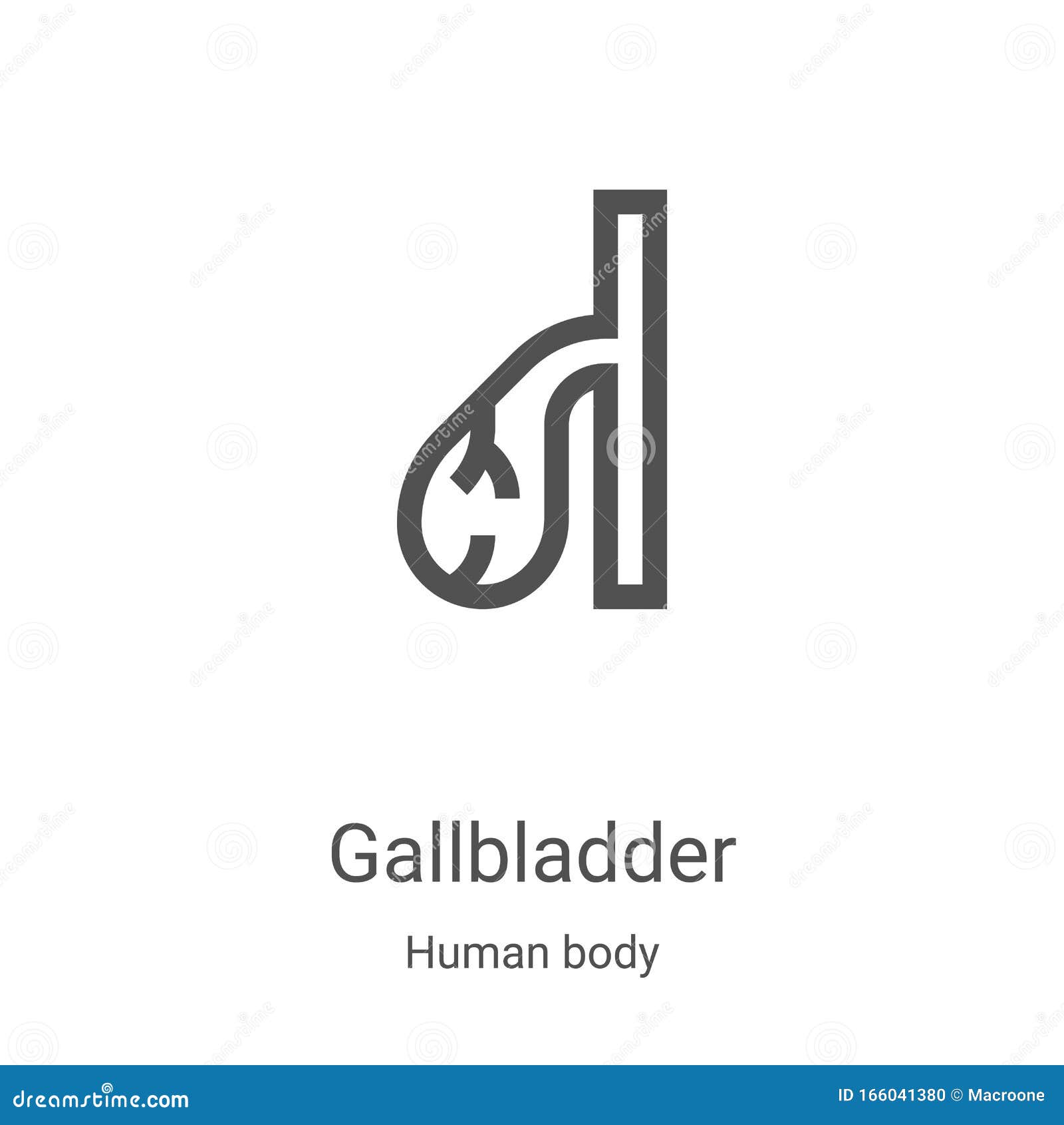 Gallbladder Icon Vector Sign And Symbol Isolated On White Background ...