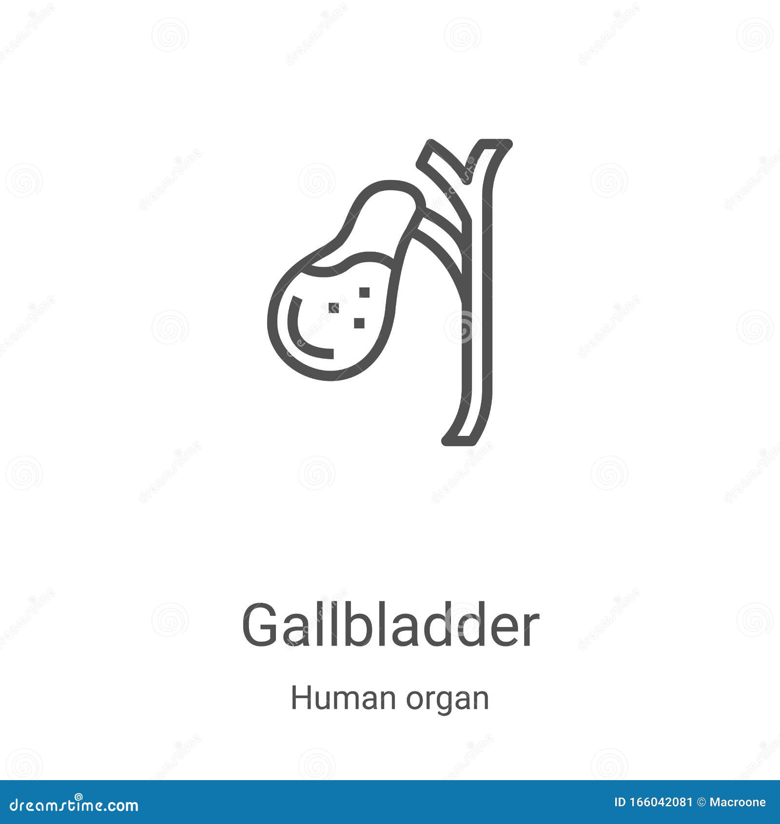Gallbladder Icon Vector from Human Organ Collection. Thin Line ...