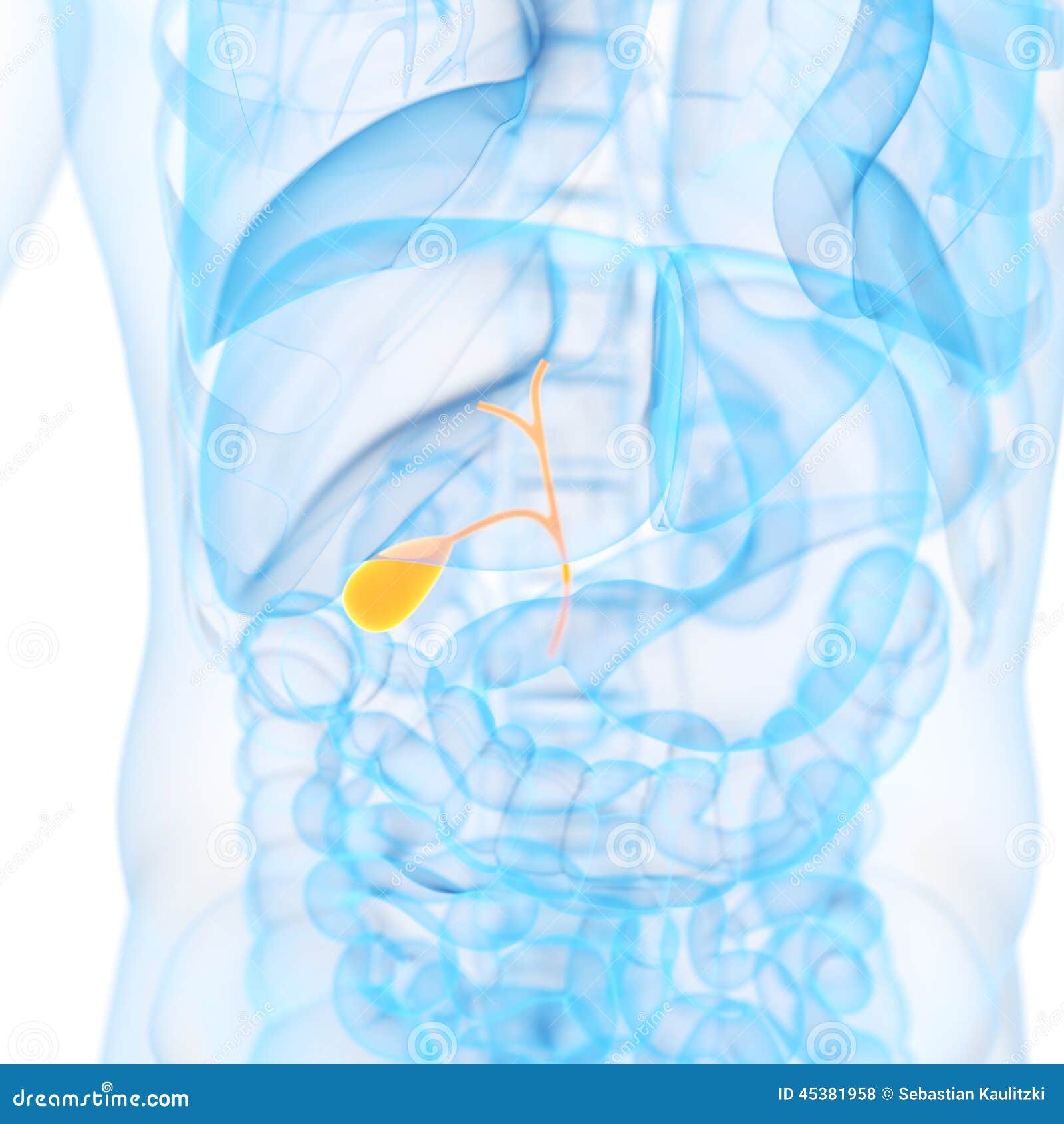 The gallbladder stock illustration. Illustration of transparent - 45381958