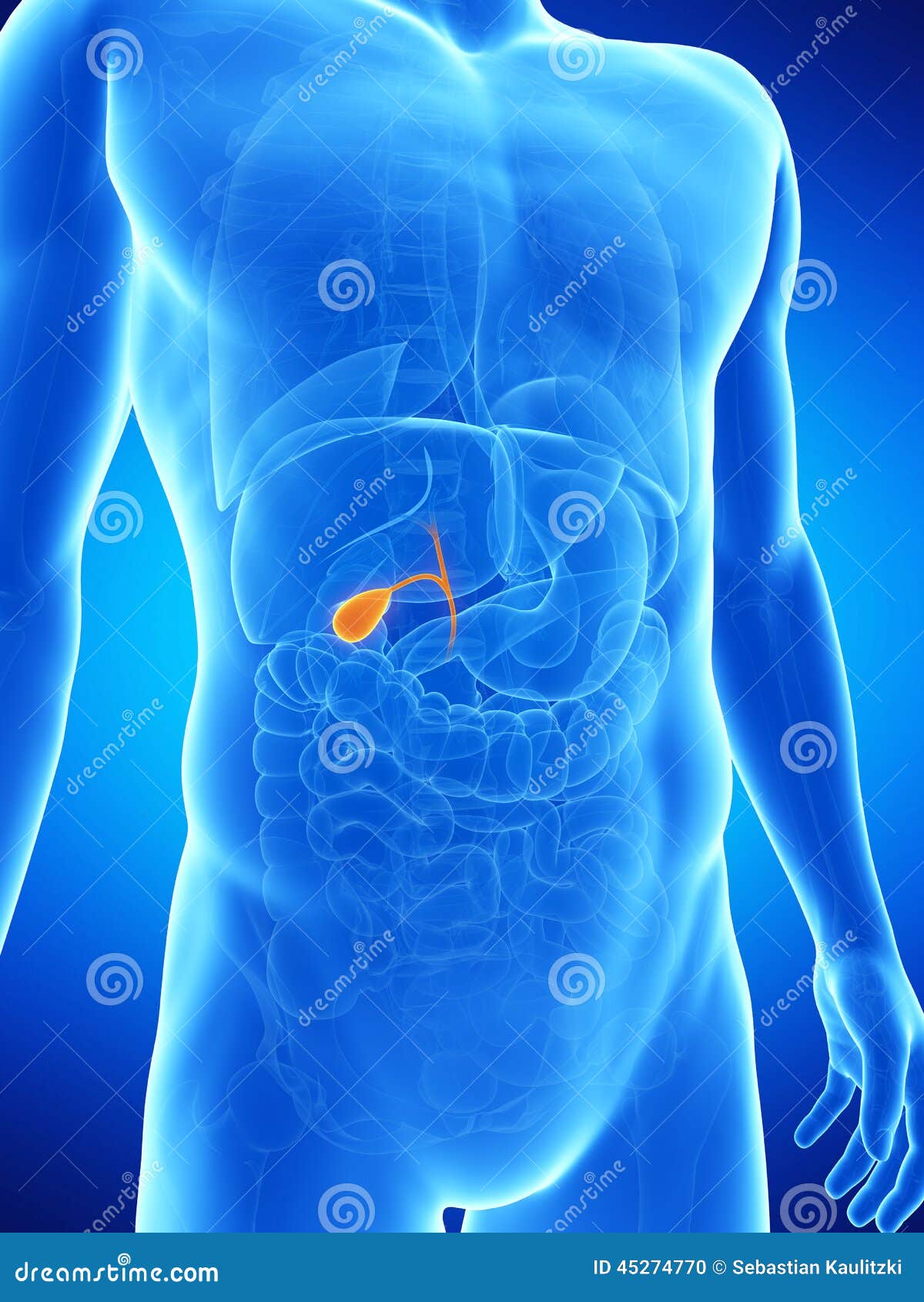 The gallbladder stock illustration. Illustration of orange - 45274770