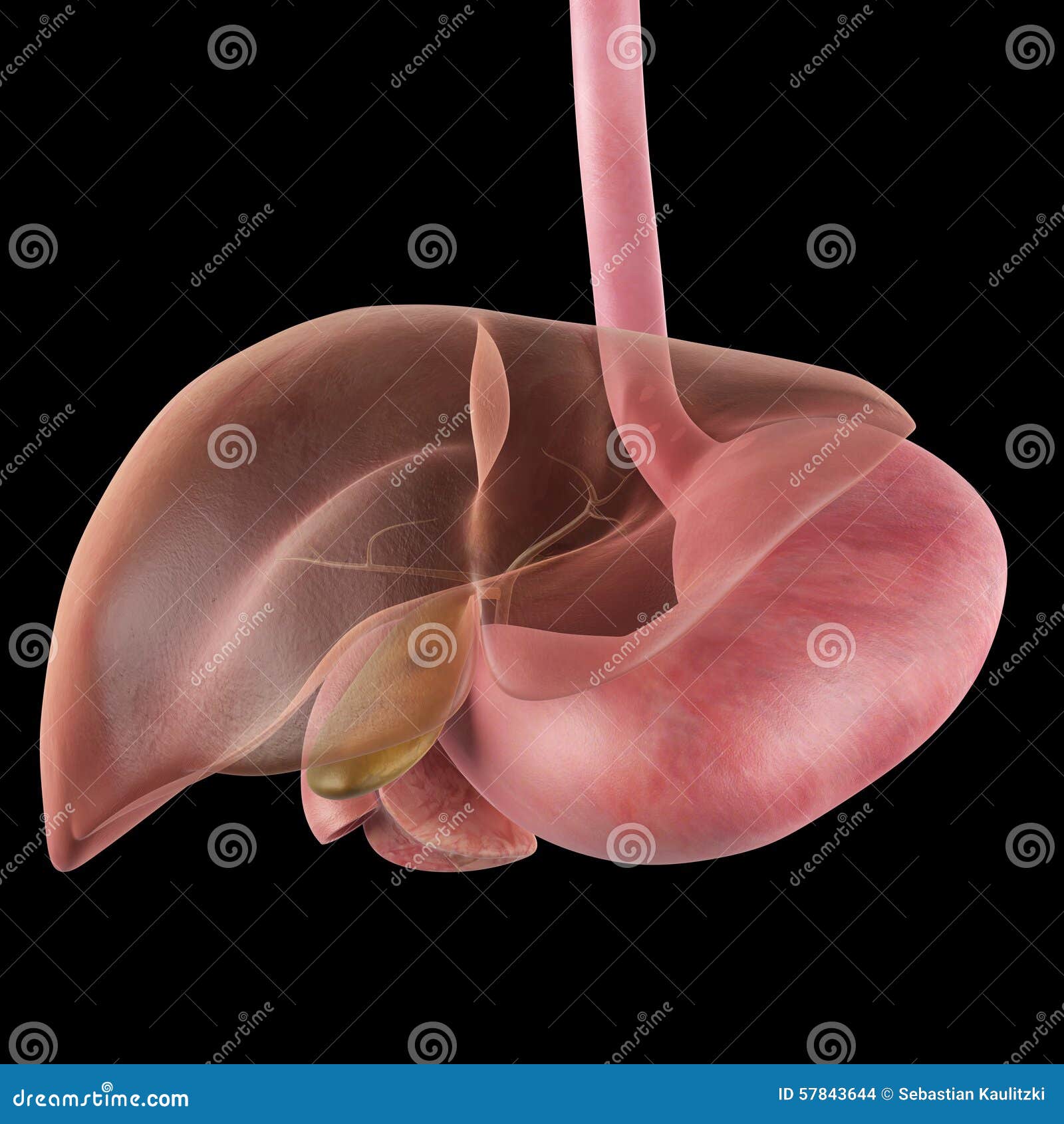 The gallbladder stock illustration. Illustration of rendering - 57843644