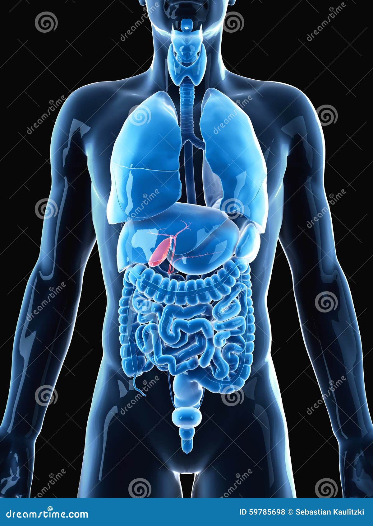 Normal Gallbladder Anatomy. Structure Of The Gallbladder And Its Cavity ...