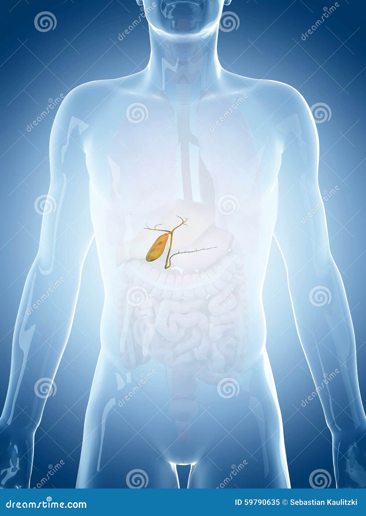 Normal Gallbladder Anatomy. Structure Of The Gallbladder And Its Cavity ...