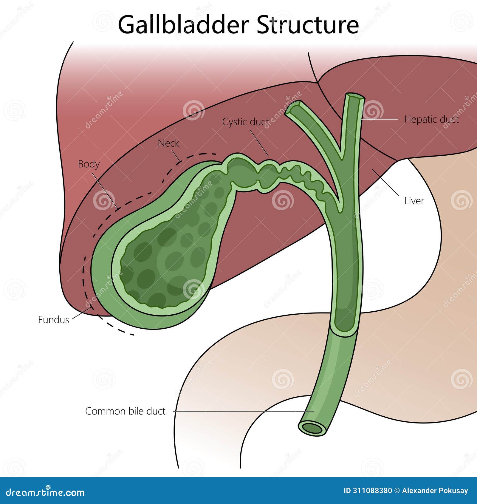 Gallbladder Structure Diagram Medical Science Stock Vector ...
