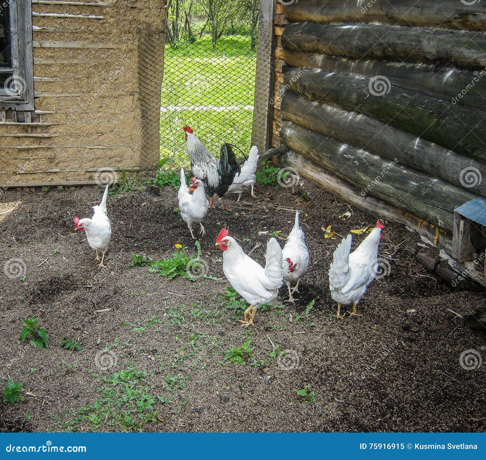 Galli e polli immagine stock. Immagine di galline, dove - 75916915