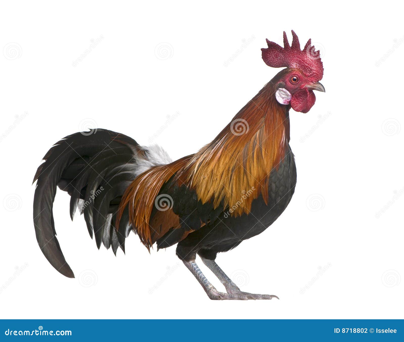 Gallic Rooster (1 Year Old) Stock Photo - Image of livestock, crested ...