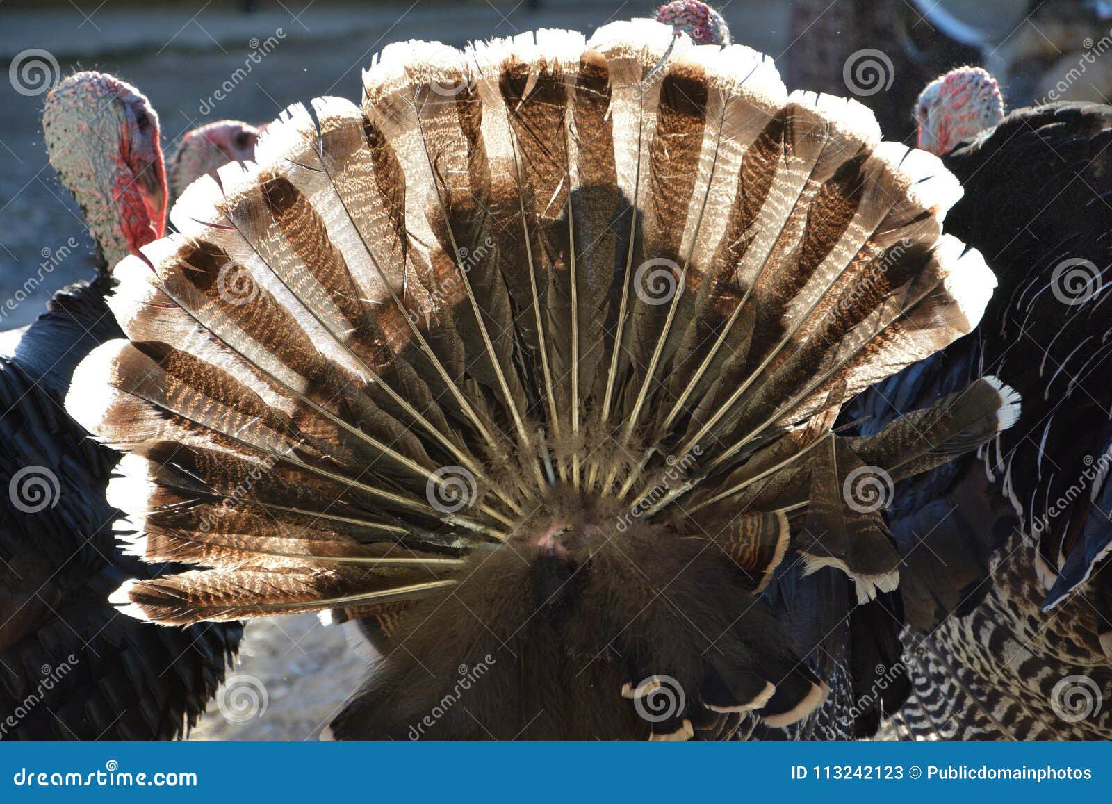 Galliformes, Wild Turkey, Turkey, Phasianidae Picture. Image: 113242123