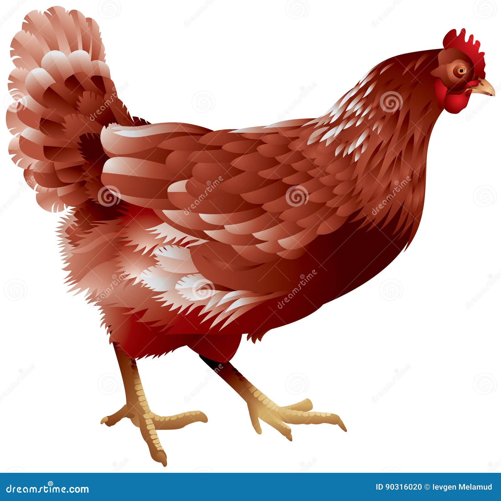 Gallina ilustración del vector. Ilustración de hembra - 90316020