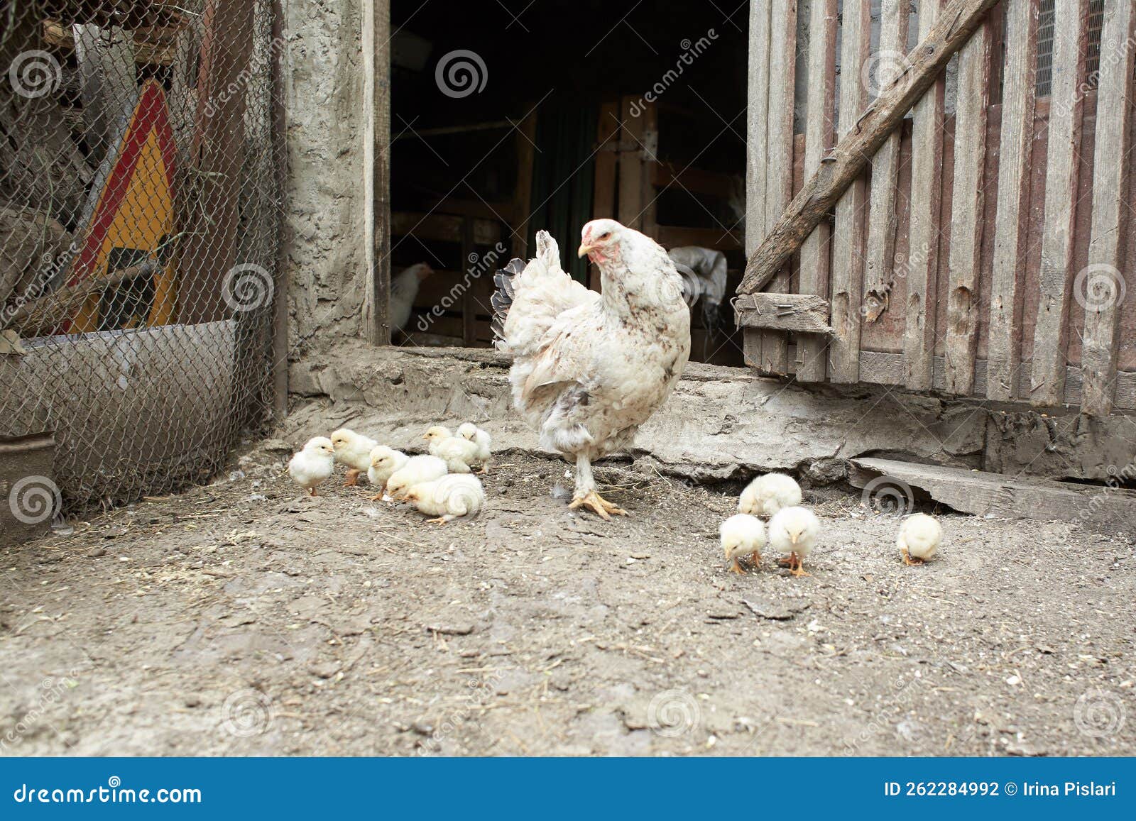 Gallina Blanca De Gallina Con Pollitos Foto de archivo - Imagen de ...