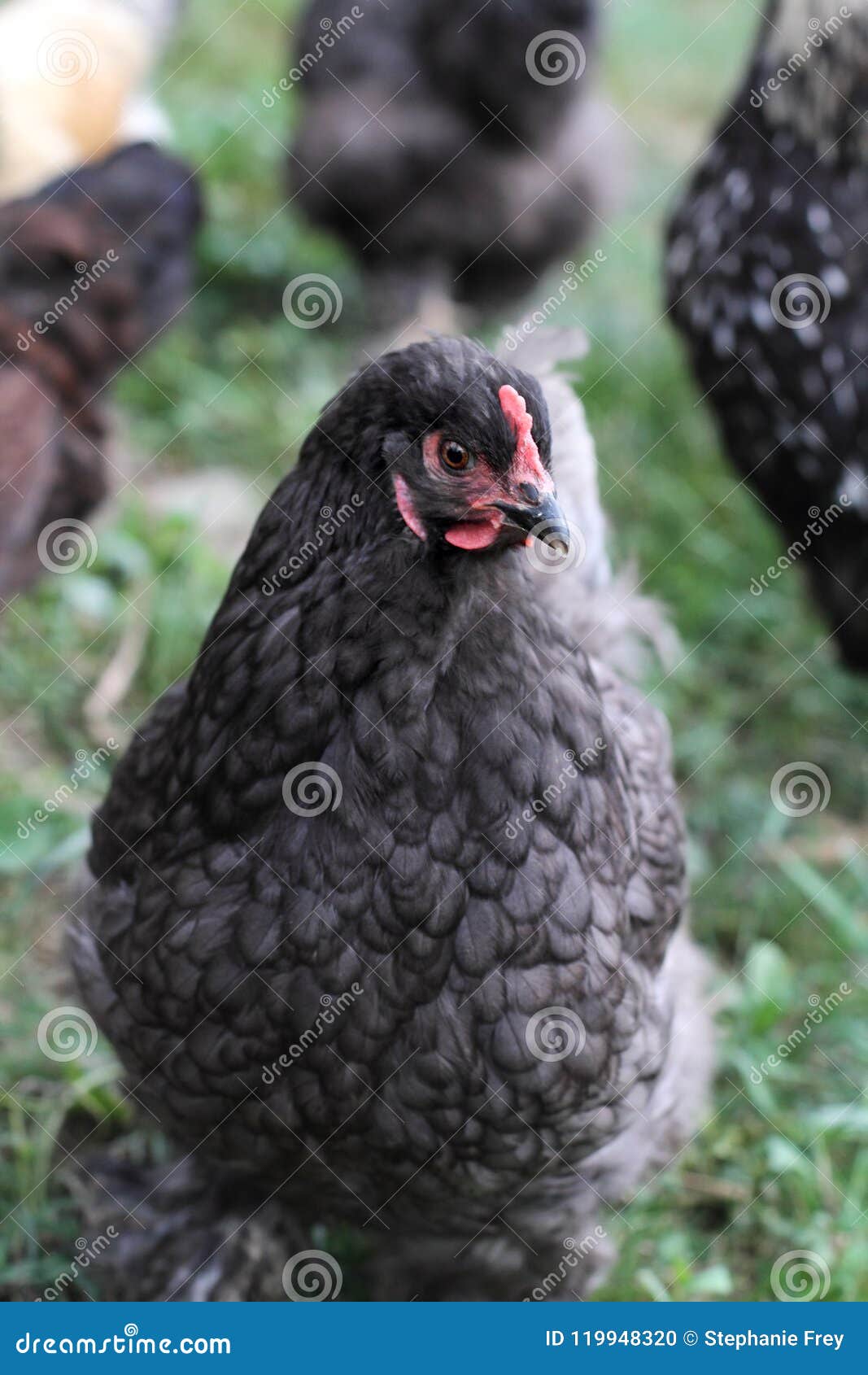 Gallina Blu Foto Stock - Download 6,806 Royalty Free Photos