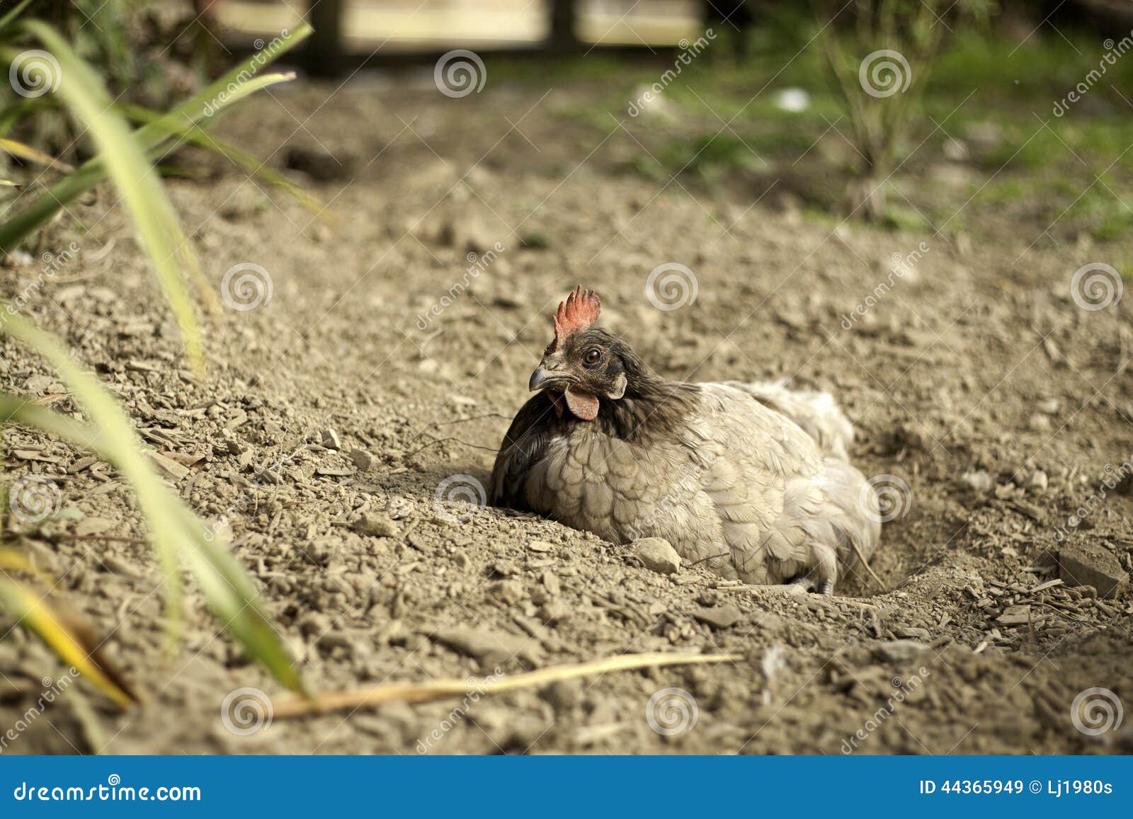 Gallina Bonita De La Lavanda Imagen de archivo - Imagen de cubo ...