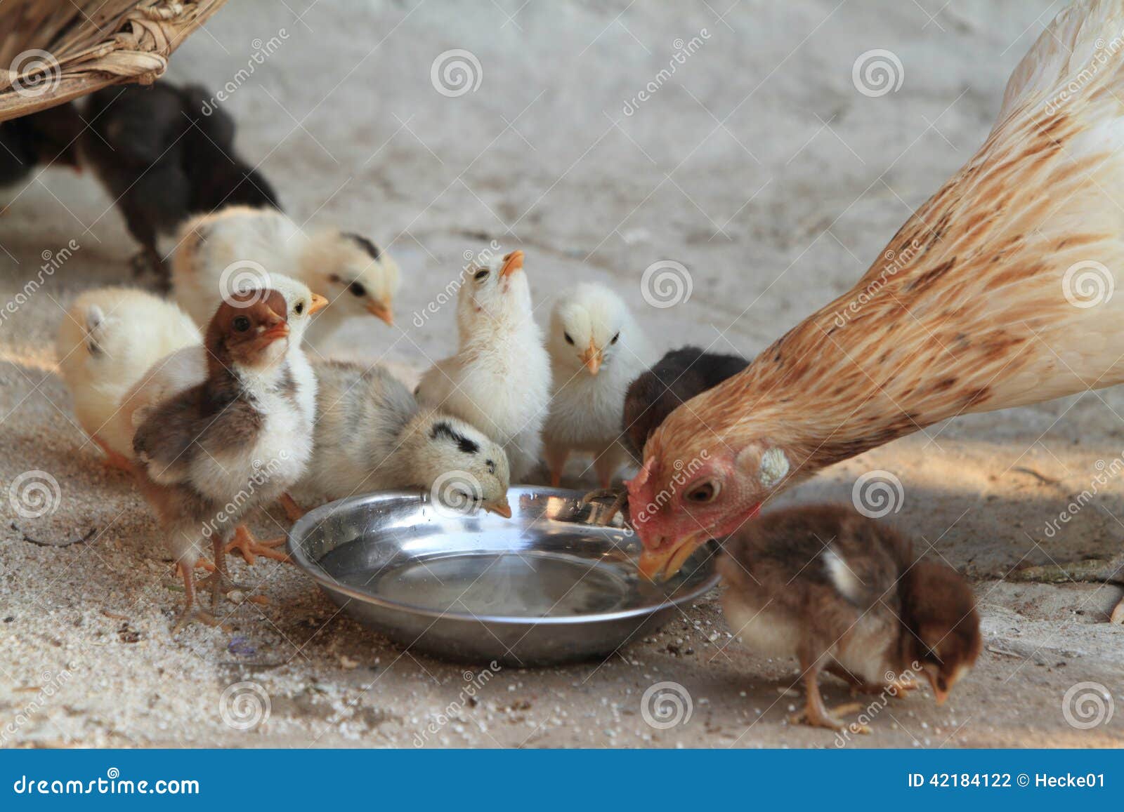 Gallina con i pulcini fotografia stock. Immagine di pulcino - 42184122