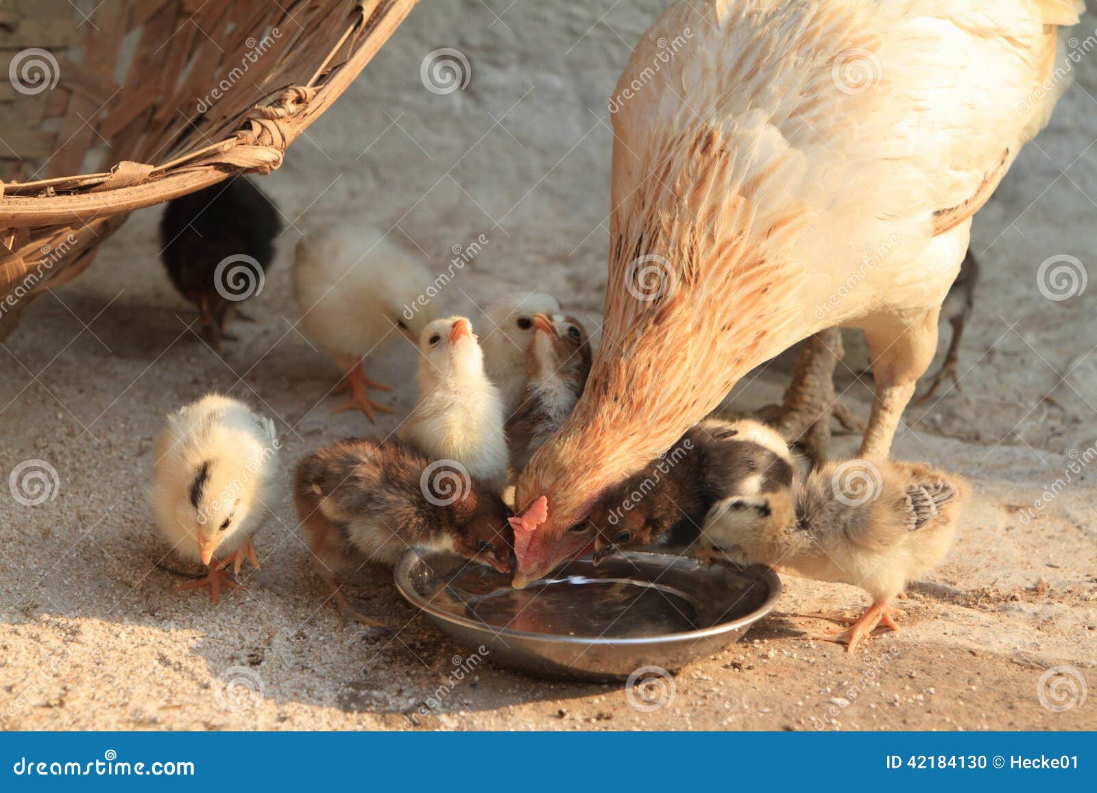 Gallina con i pulcini fotografia stock. Immagine di pulcino - 42184130