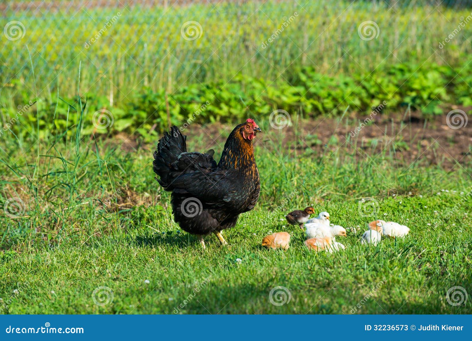 Gallina con il pulcino immagine stock. Immagine di organico - 32236573