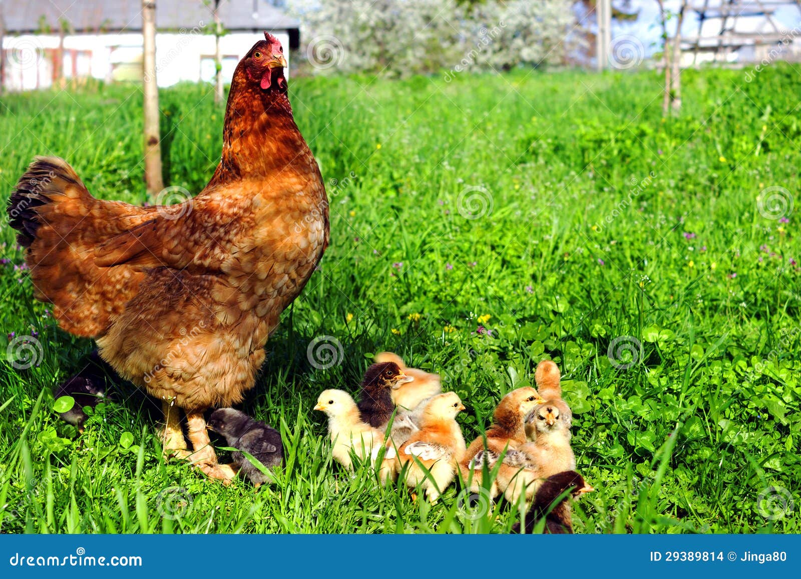 Gallina con los pollos foto de archivo. Imagen de pluma - 29389814