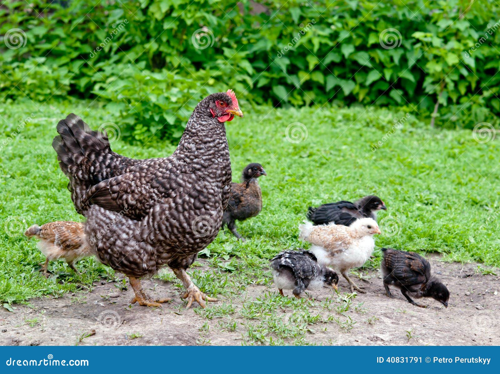 Gallina con los pollos imagen de archivo. Imagen de prado - 40831791