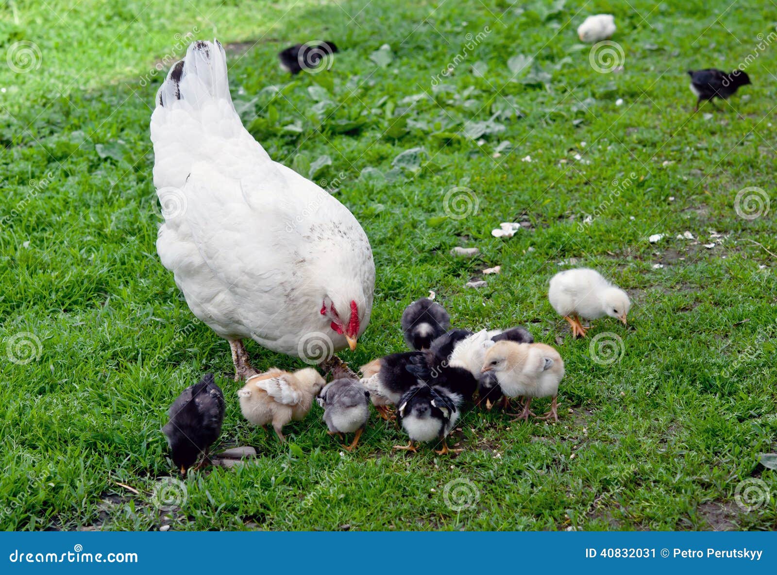 Gallina con los pollos imagen de archivo. Imagen de guarda - 40832031