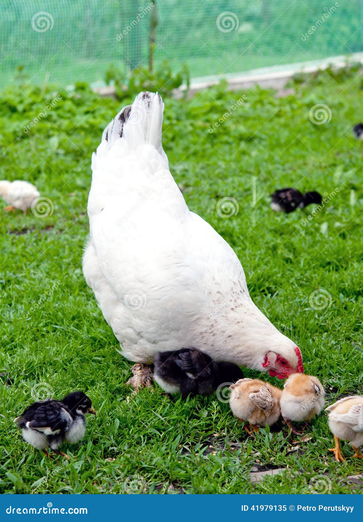 Gallina con los pollos imagen de archivo. Imagen de pelusa - 41979135