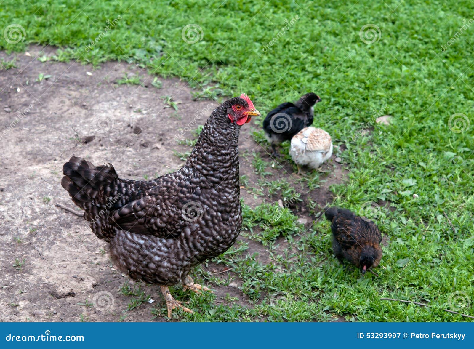 Gallina con los pollos imagen de archivo. Imagen de aves - 53293997
