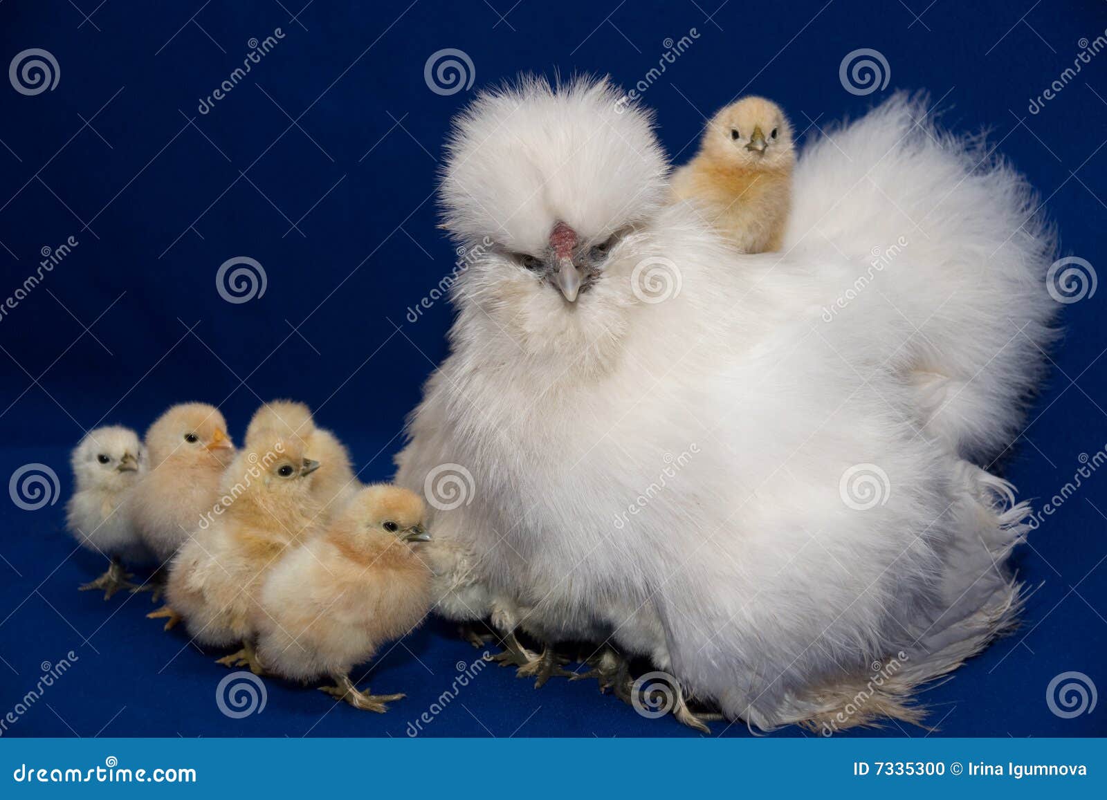 Gallina con los pollos foto de archivo. Imagen de insignificante - 7335300