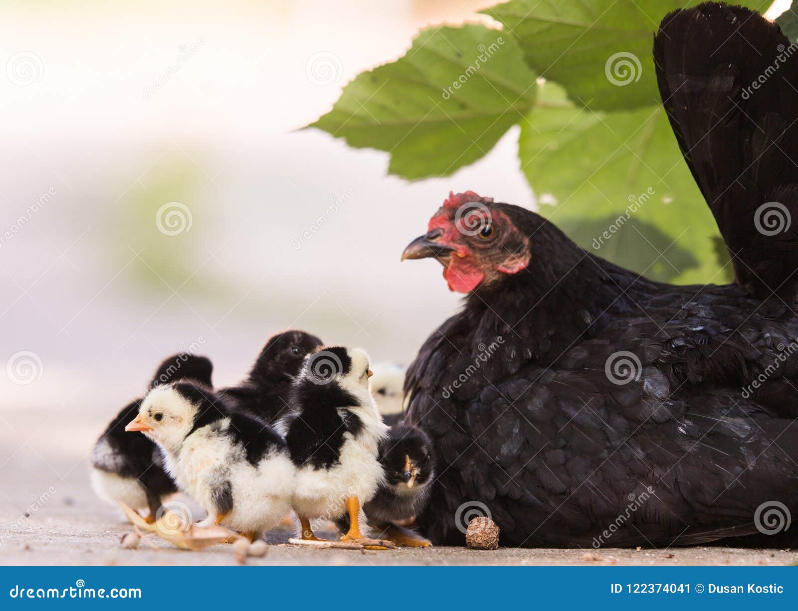 Gallina Con Los Pollos Del Bebé Imagen de archivo - Imagen de emplumado ...