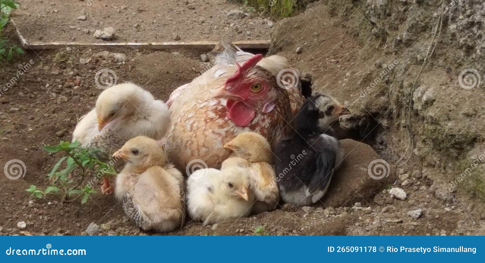 Gallina con pollitos foto de archivo. Imagen de ganados - 265091178