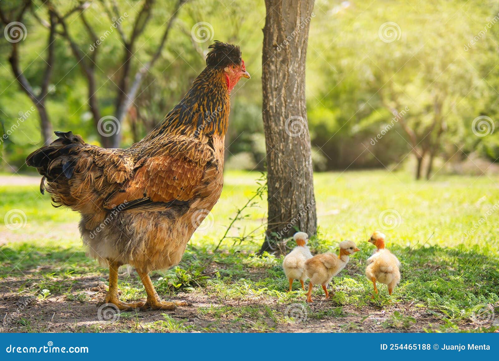 Gallina Con Pollitos En La Granja Rural Foto De Archivo Imagen De Poultry Joven 254465188