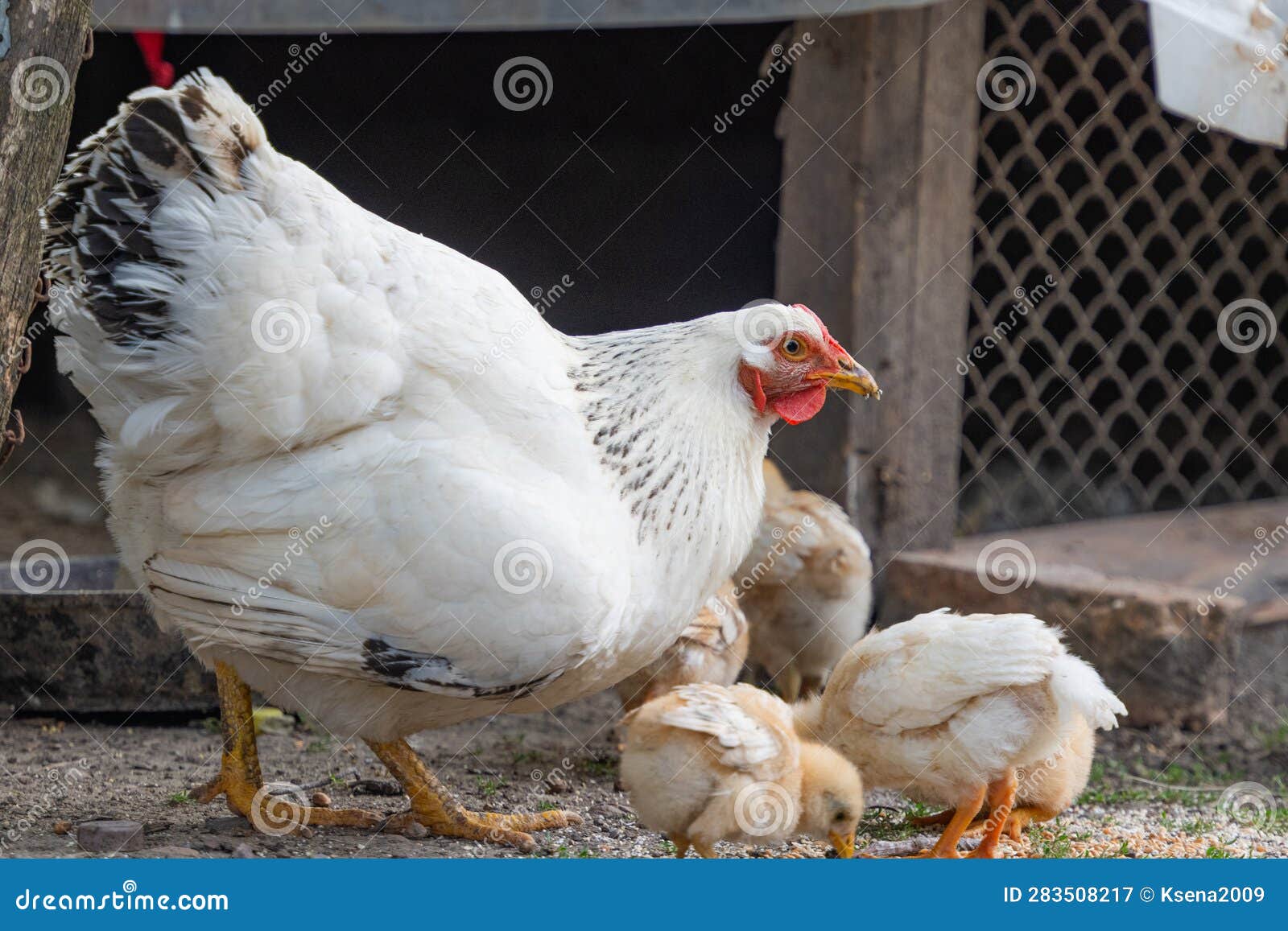 Gallina Con Pollos En La Granja Imagen de archivo - Imagen de familia ...