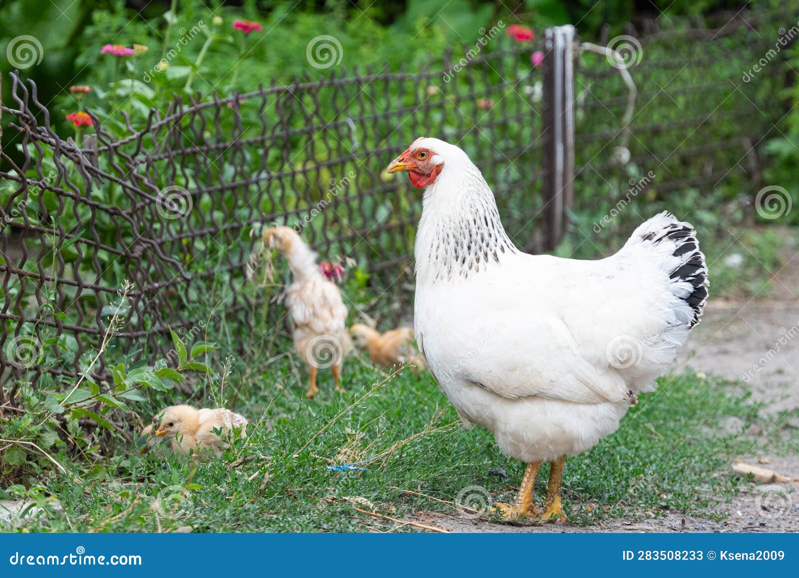 Gallina Con Pollos En La Granja Imagen de archivo - Imagen de ganado ...