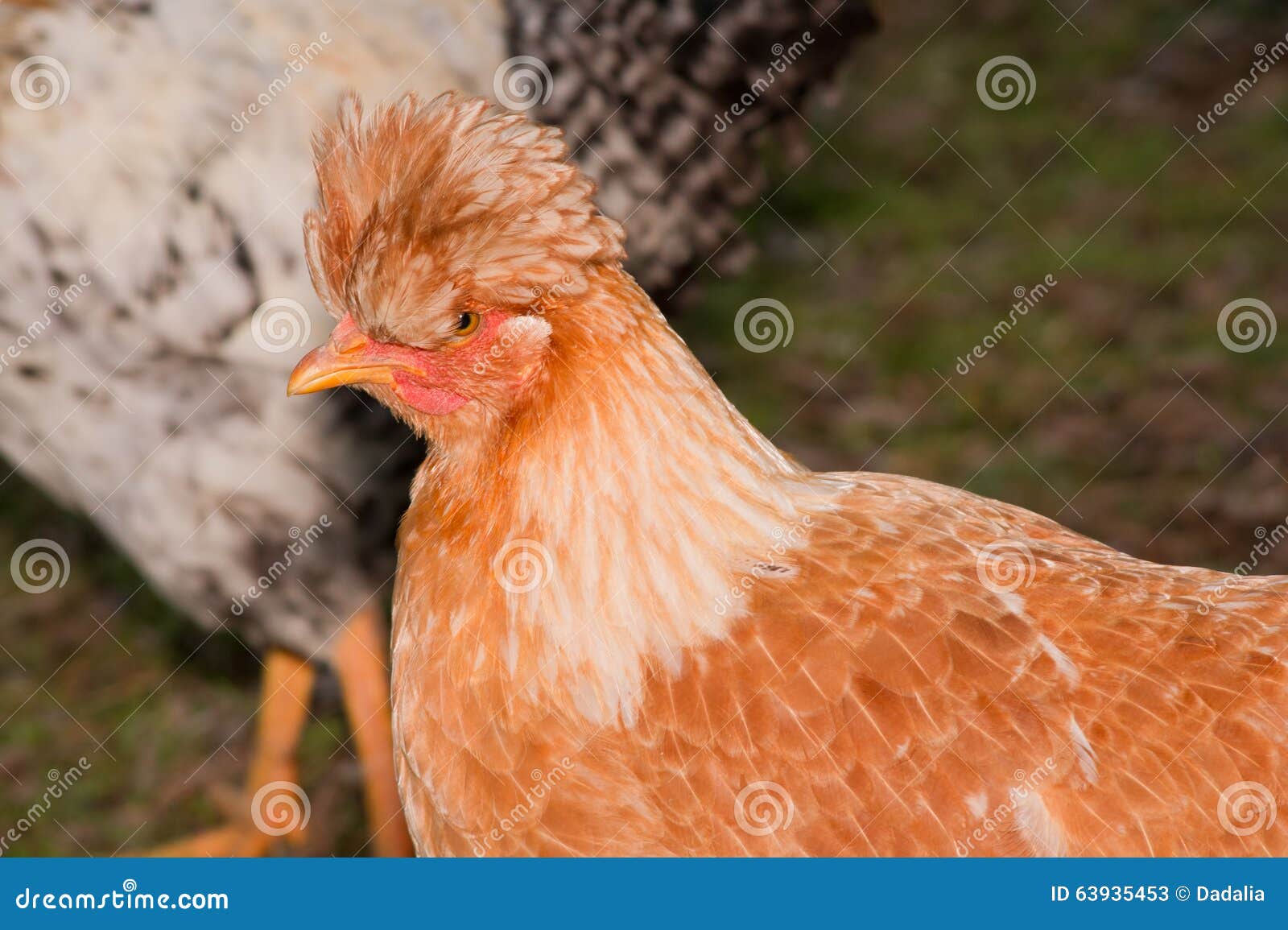 Gallina copetuda imagen de archivo. Imagen de gallina - 63935453