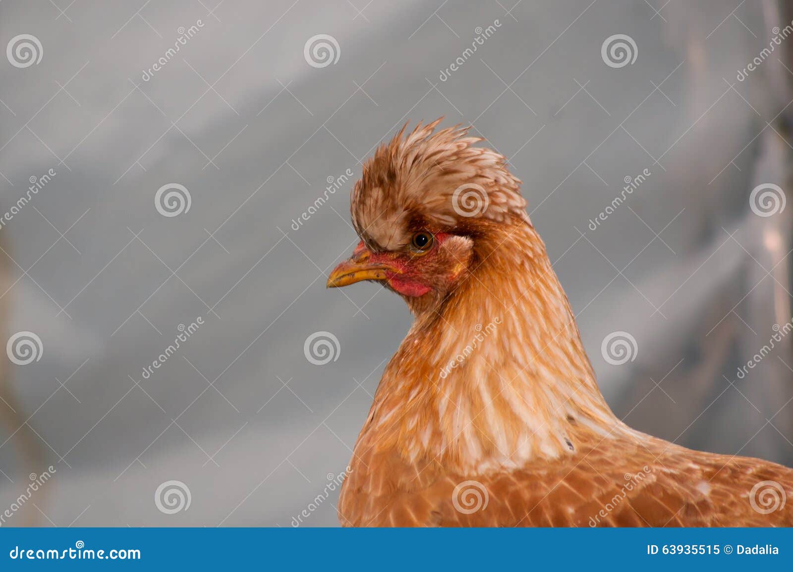 Gallina copetuda imagen de archivo. Imagen de agricultura - 63935515