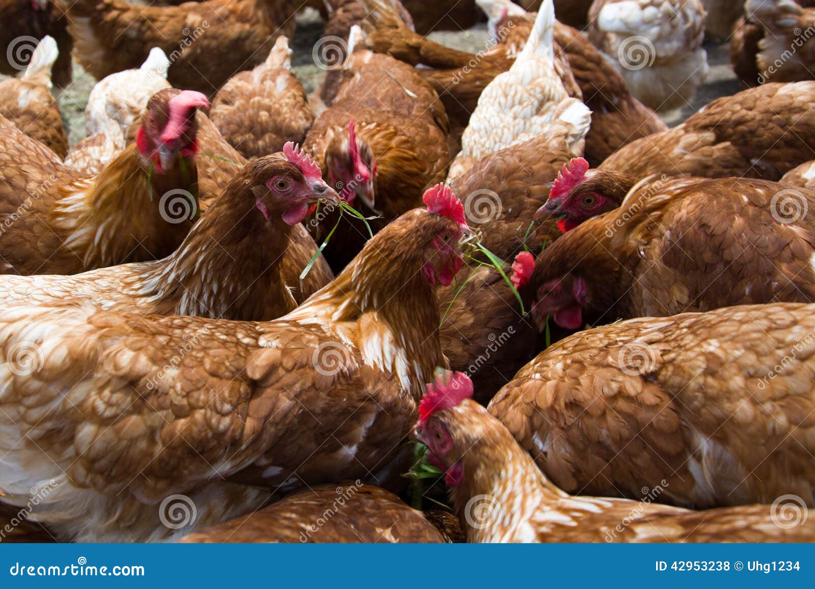 Gallina de corral foto de archivo. Imagen de agricultura - 42953238