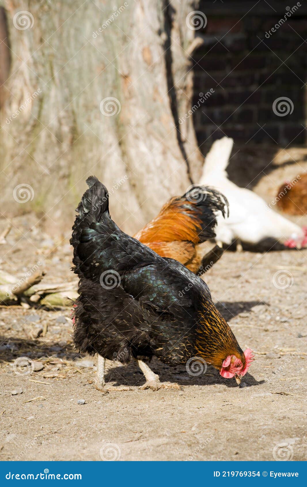 Gallina de corral foto de archivo. Imagen de agricultura - 219769354