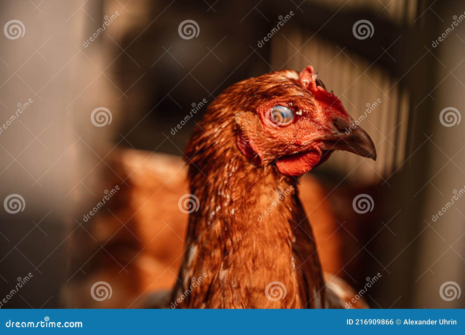 Gallina De Corral En Una Granja Tradicional. Foto de archivo - Imagen ...
