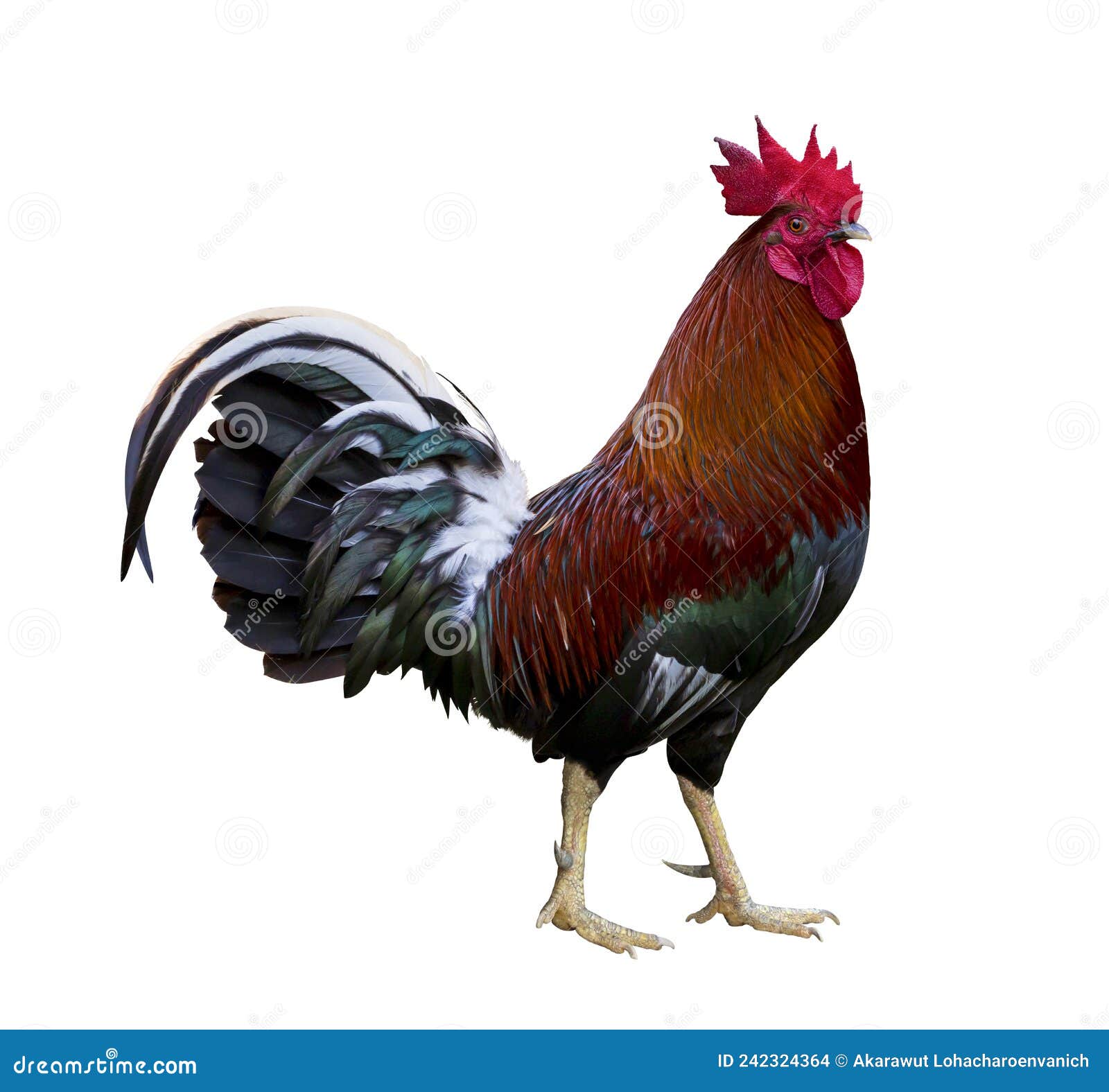 Gallina De Gallo Sana De Gallo De Rango Libre Y Colorido Aislado En ... Gallina De Gallo Sana De Gallo De Rango Libre Y Colorido Aislado En ...