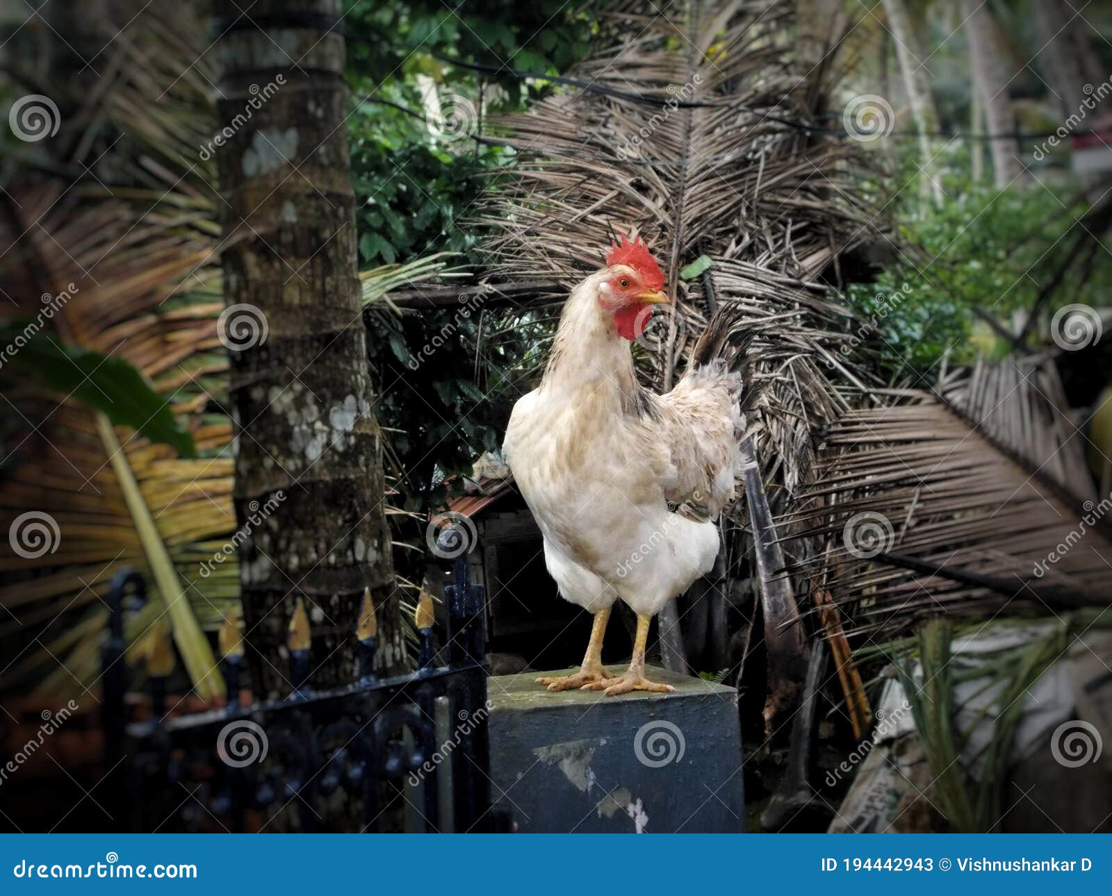 Gallina de gallina india imagen de archivo. Imagen de agricultura ...