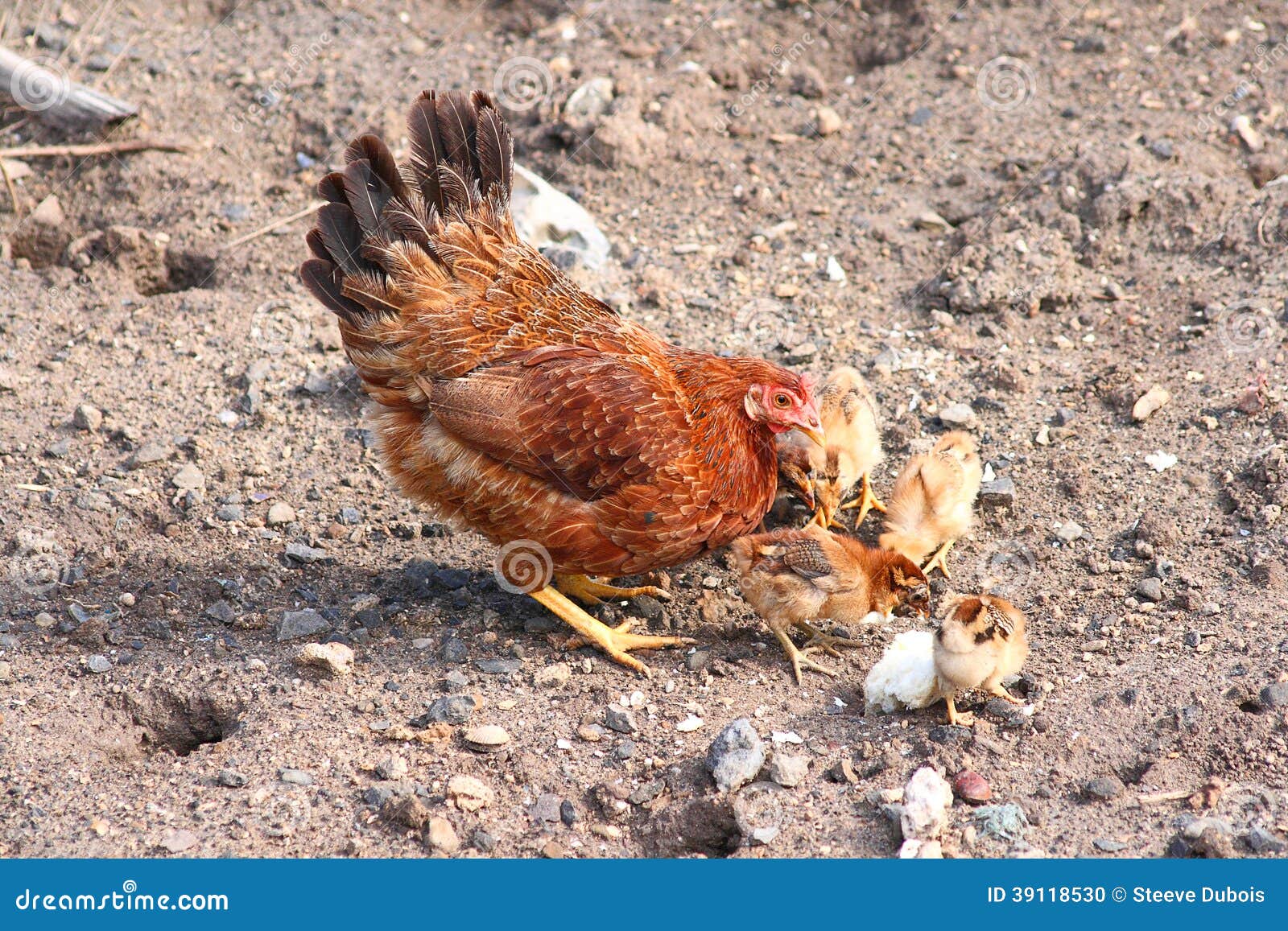Gallina De La Madre Con Los Pollos Foto de archivo - Imagen de travieso ...