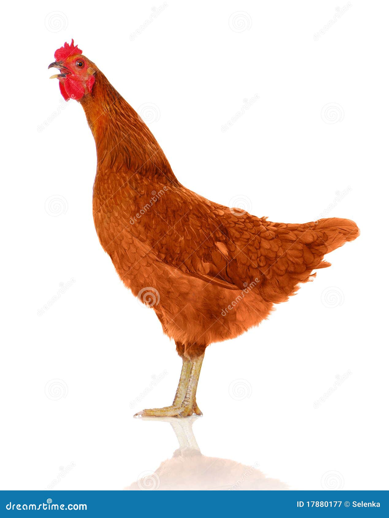 Gallina del cacareo imagen de archivo. Imagen de estudio - 17880177