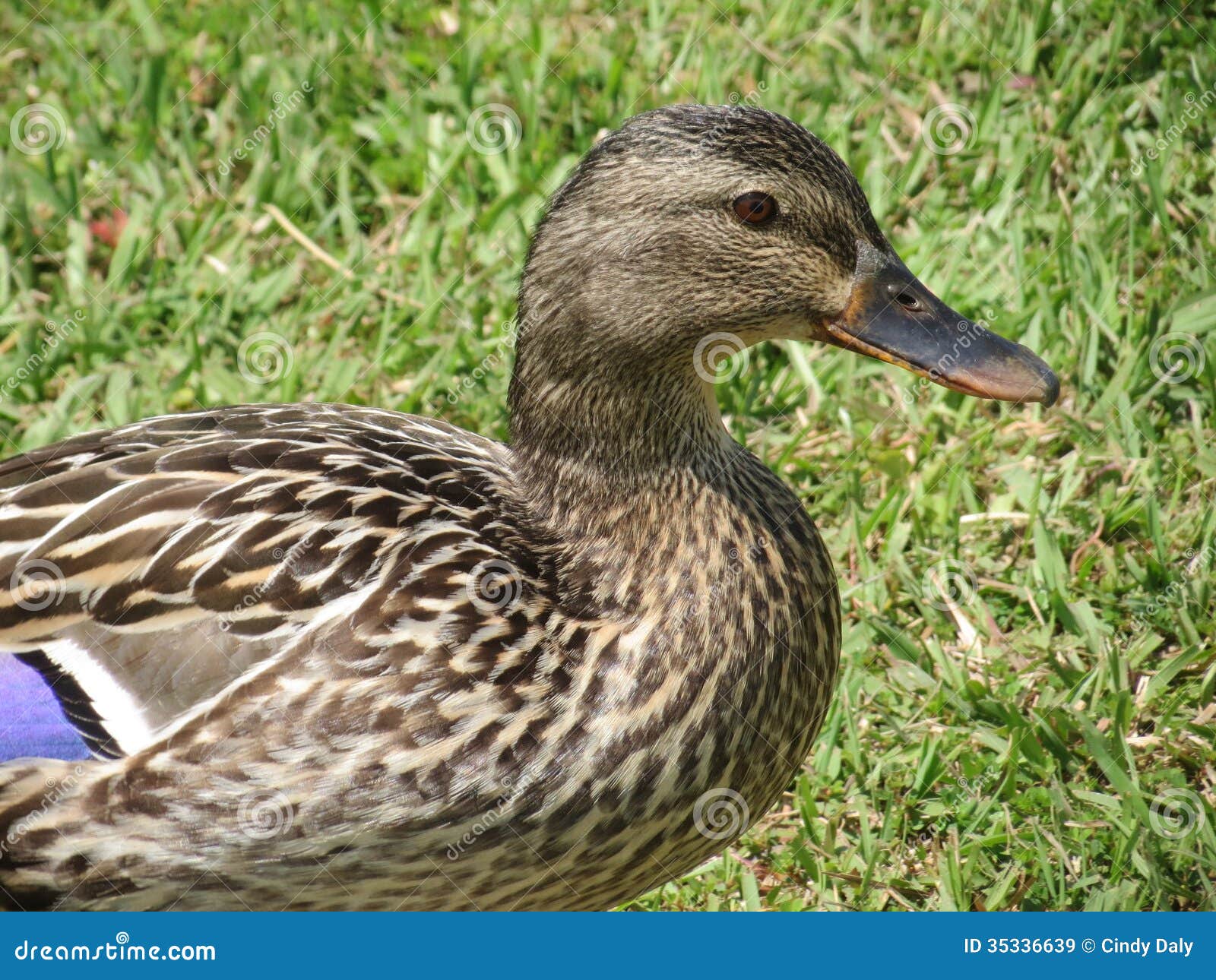 Gallina Del Pato Silvestre. Imagen de archivo - Imagen de mallard, pato ...