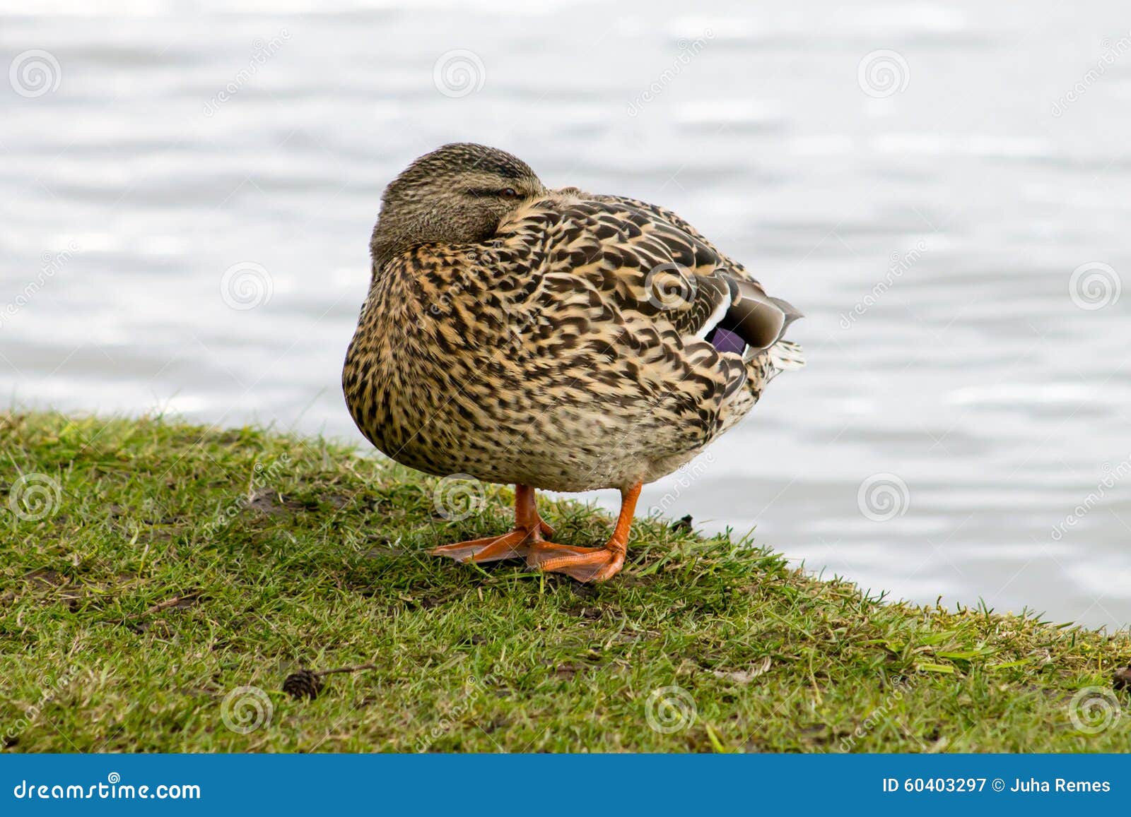 Gallina del pato silvestre imagen de archivo. Imagen de lago - 60403297