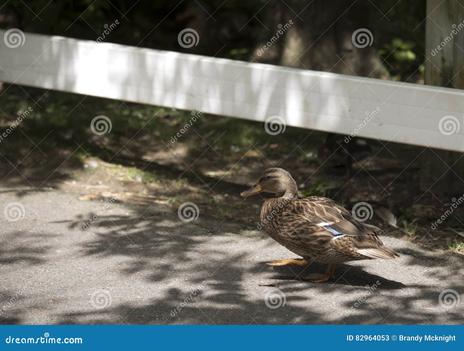 Gallina del pato silvestre imagen de archivo. Imagen de mallard - 82964053