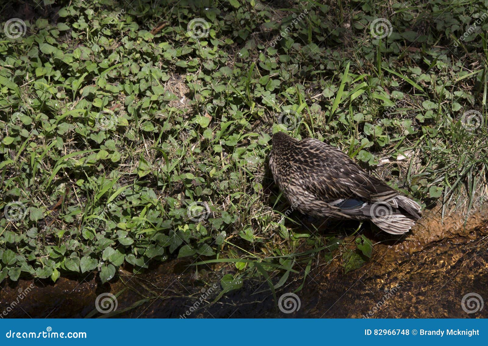 Gallina del pato silvestre foto de archivo. Imagen de marruecos - 82966748