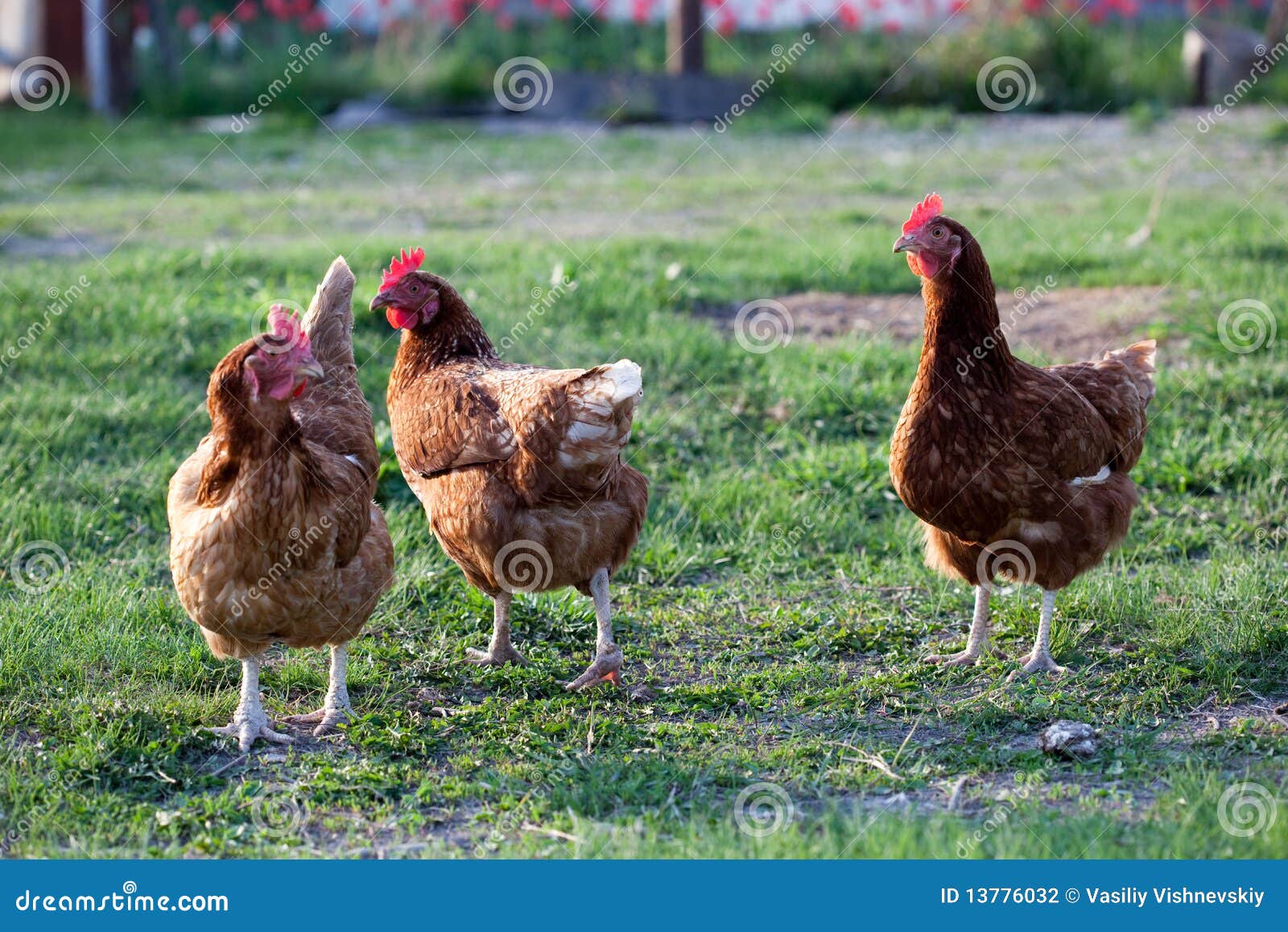 Gallina del pollo foto de archivo. Imagen de gallina - 13776032