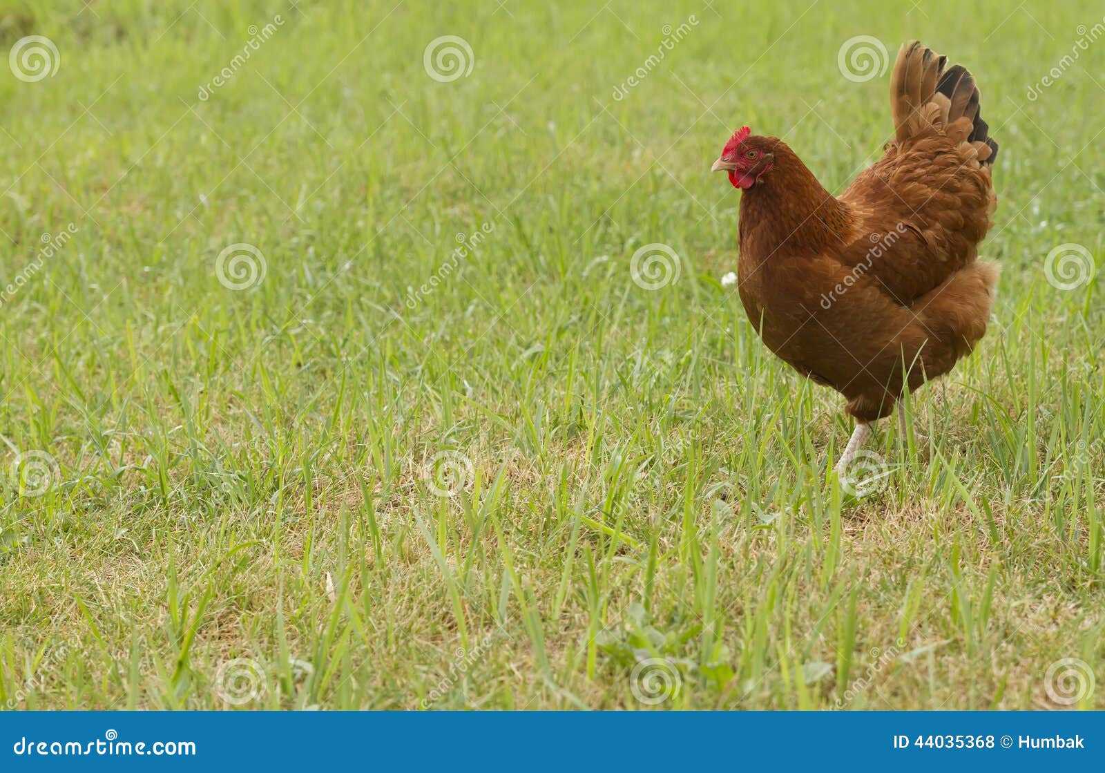 Gallina del pollo foto de archivo. Imagen de gallina - 44035368