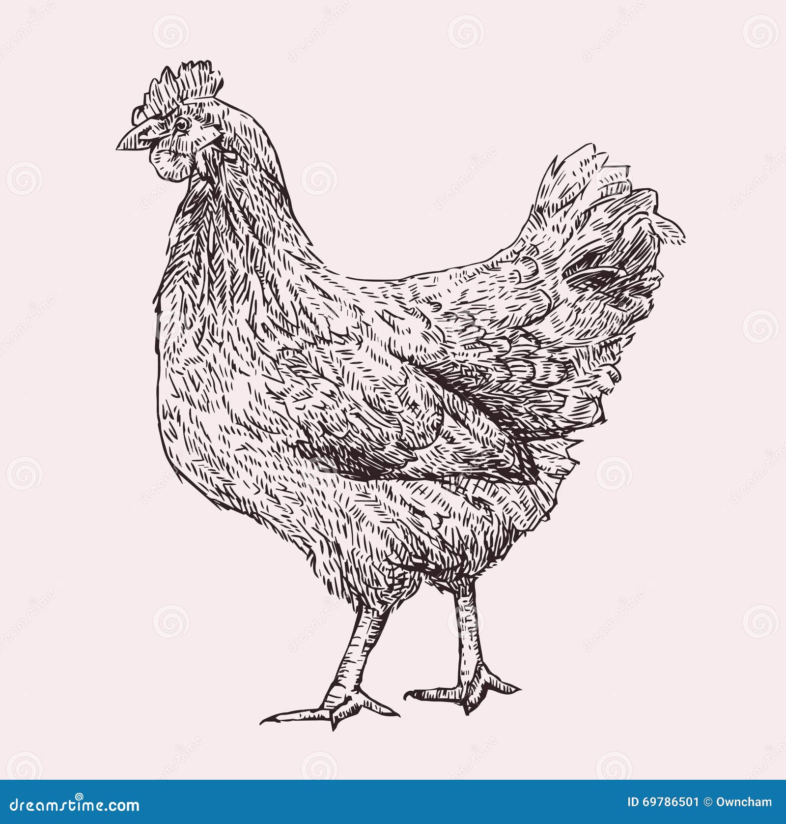 Gallina disegnata a mano illustrazione vettoriale. Illustrazione di ...